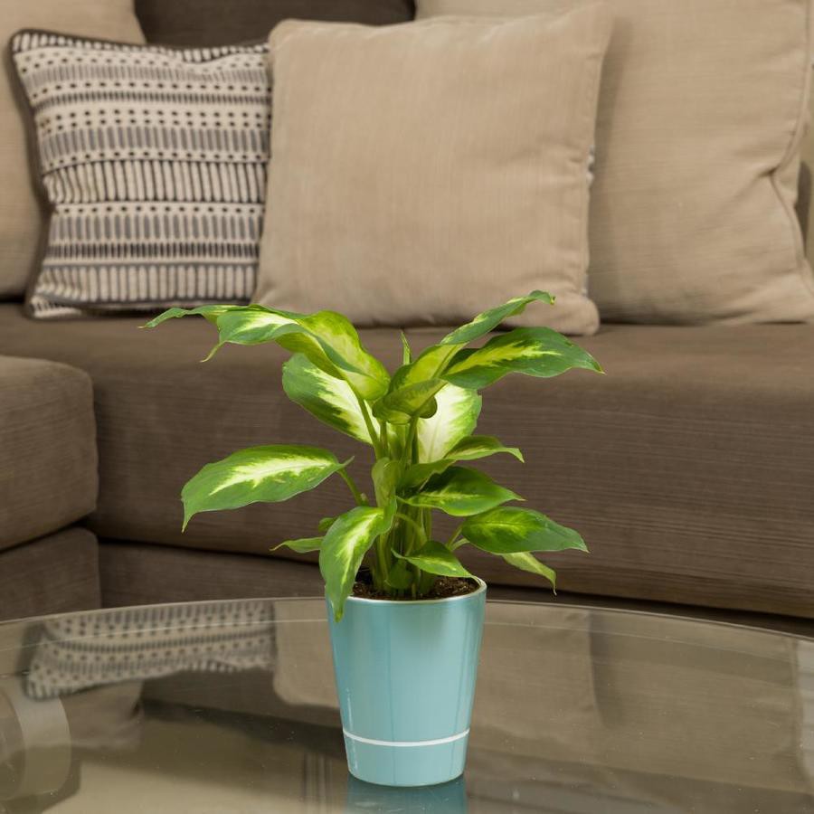 Exotic Angel Plants Pothos House Plant in 10-oz Pot 1 ct | shipt