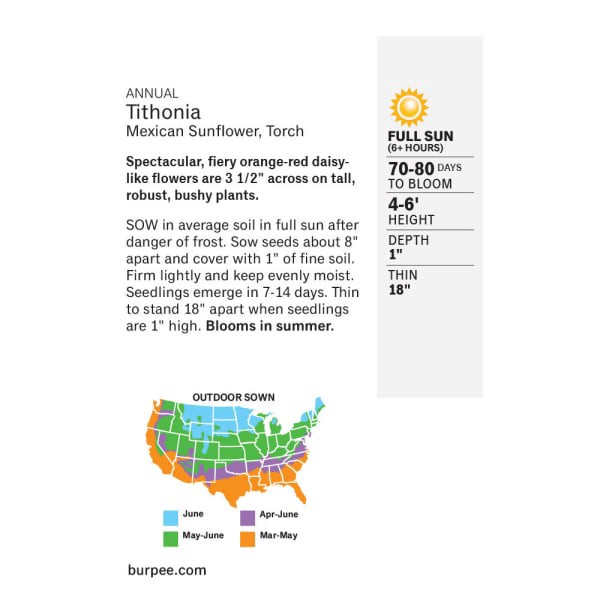 Burpee Tithonia Mexican Sunflower Torch 1 ct | Shipt