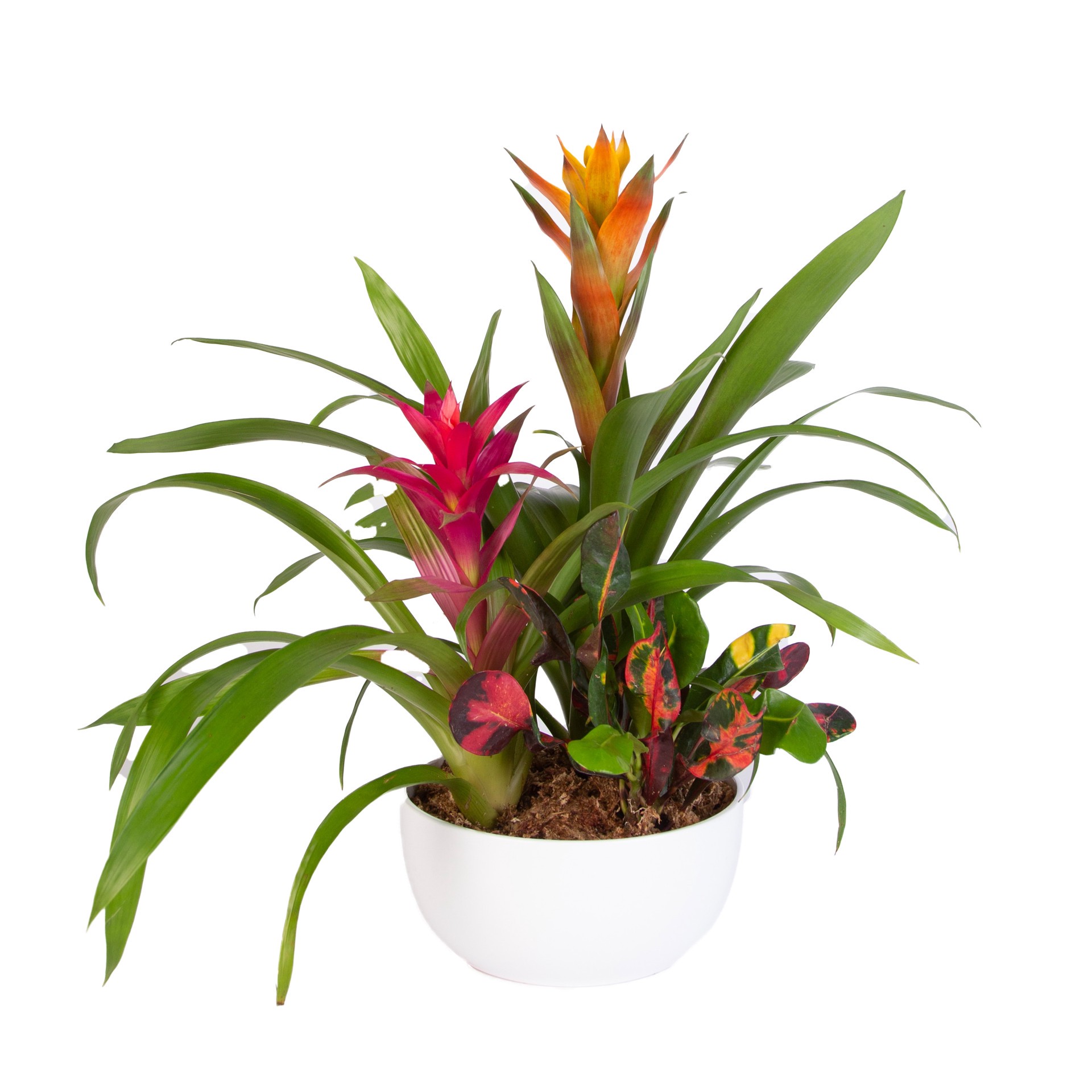 Better-Gro Mixed Bromeliads House plant in 1 ct | shipt