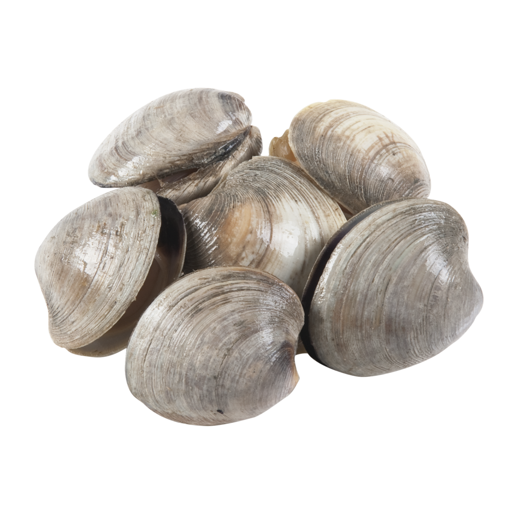 Little Neck Clams 120ct | Shipt