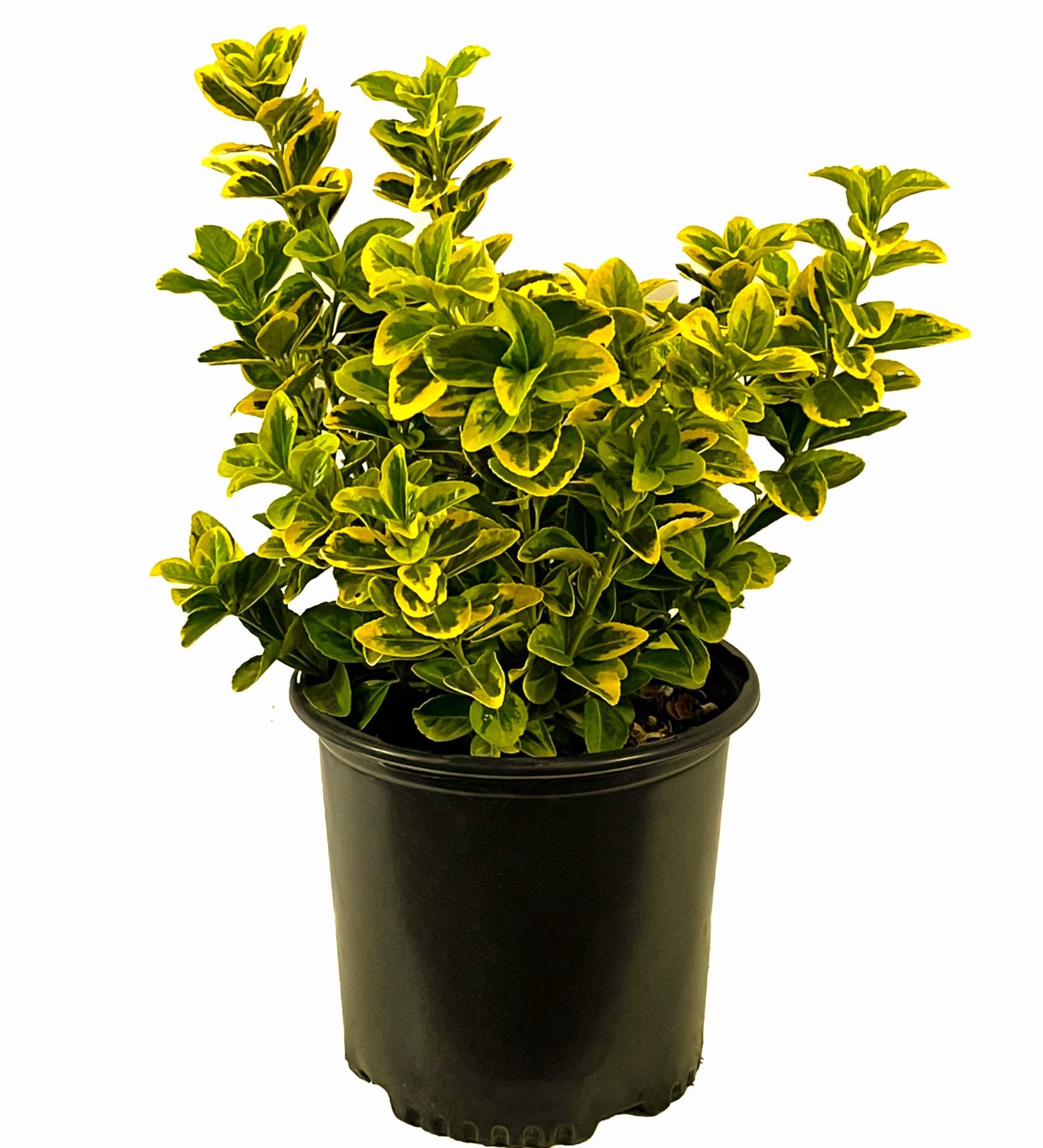 Lowe's Dwarf Burning Bush Foundation/Hedge Shrub in 2.5 -Quart Pot 1.0 ...