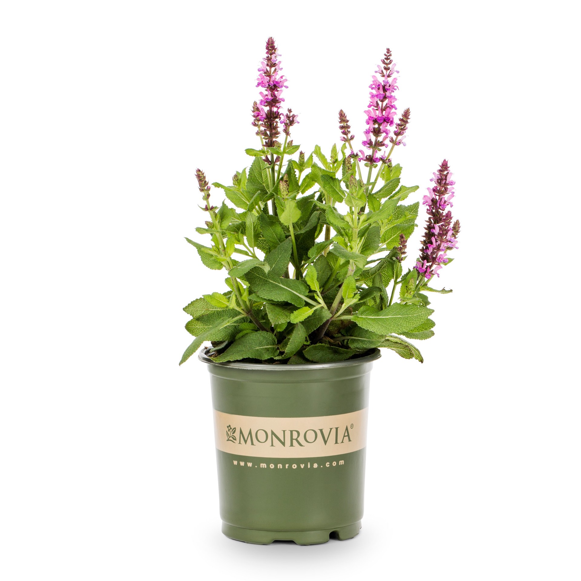 Monrovia Multicolor Monrovia Salvia Rose Marvel Plant in 2.50 -Quart ...