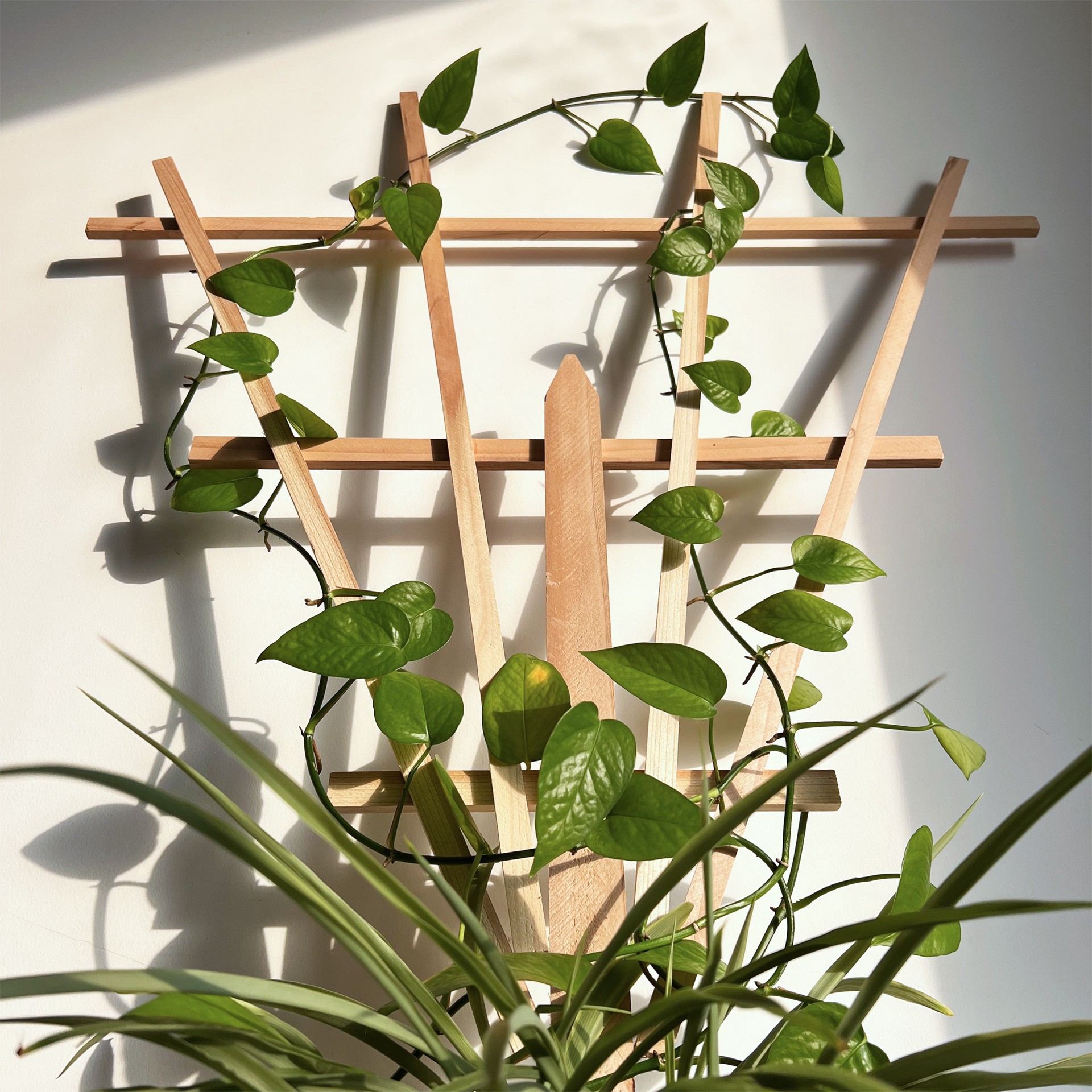 Style Selections 29.5-in W x 37.5-in H Natural Cedar Fan Garden Trellis ...