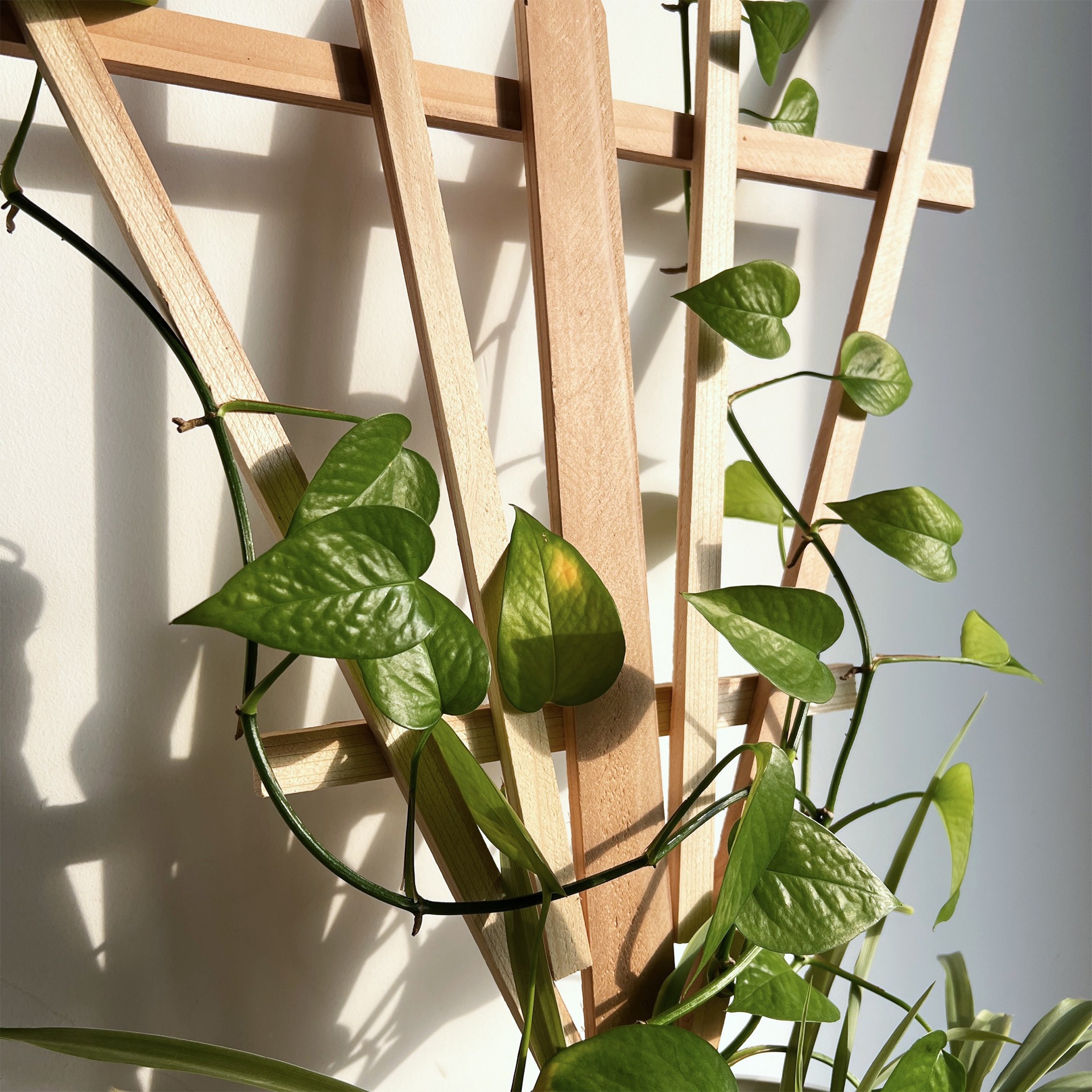 Style Selections 29.5-in W x 37.5-in H Natural Cedar Fan Garden Trellis ...