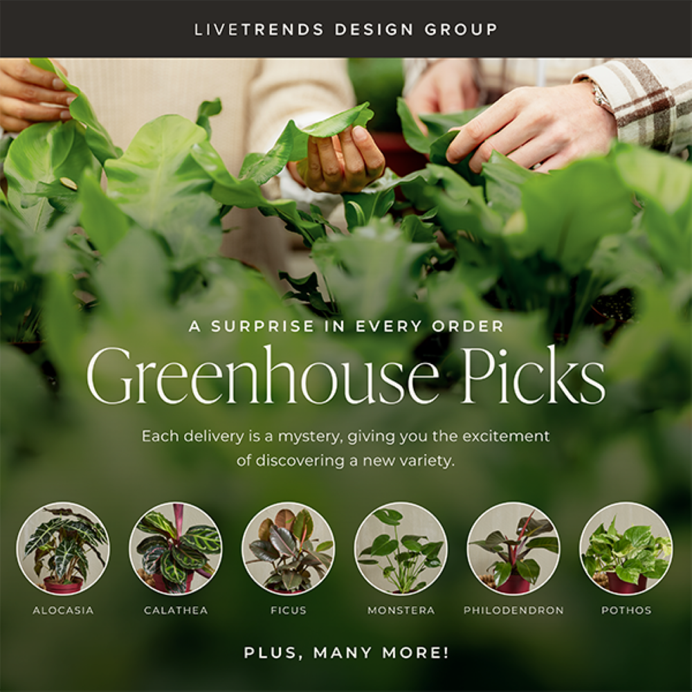 LiveTrends Tierra - Assorted Premium Foliage House plant in 2.30 Ounce ...