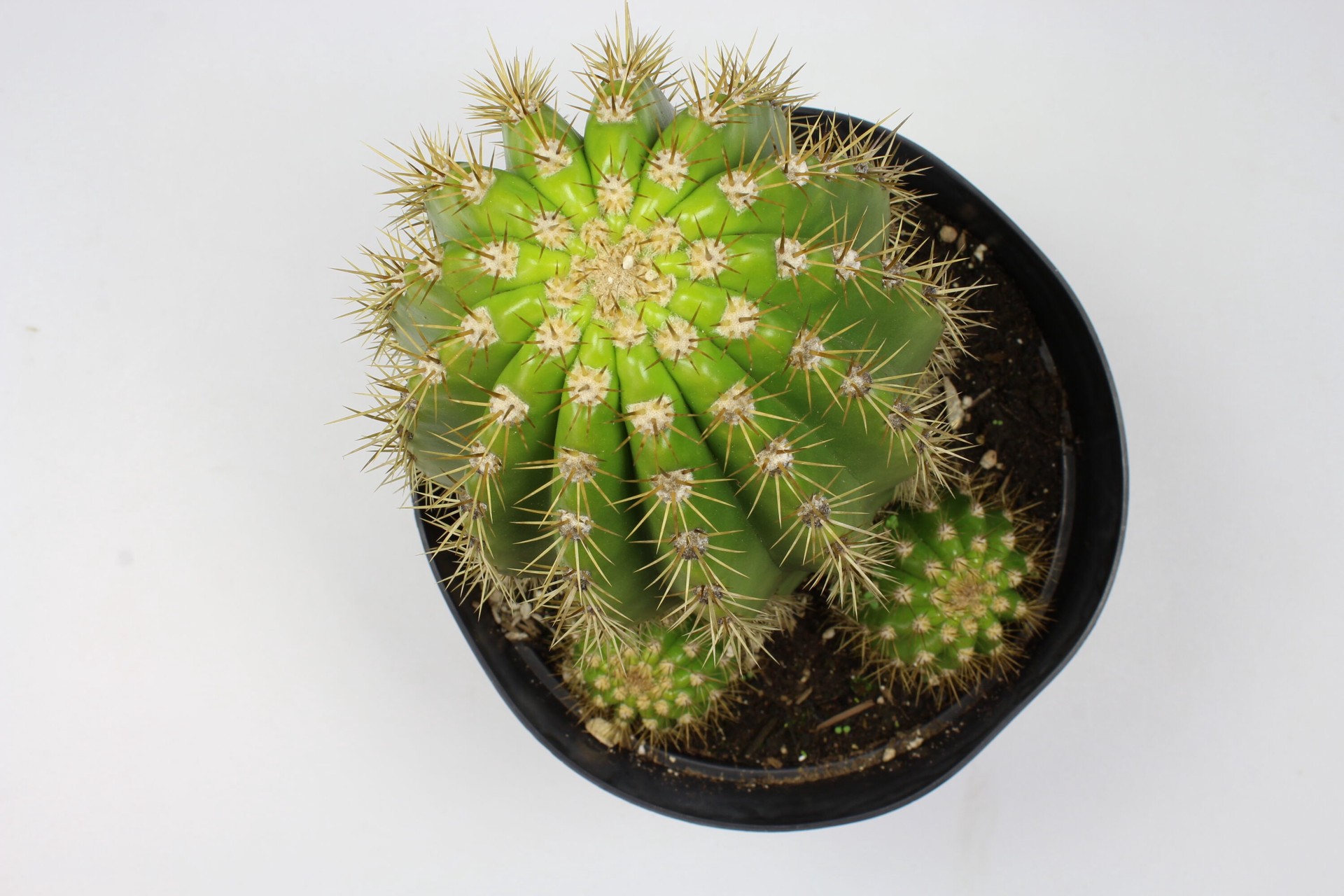 Oasis 1.50-Gal Trichocer Sn Gds Prem Oa 1 ct | shipt