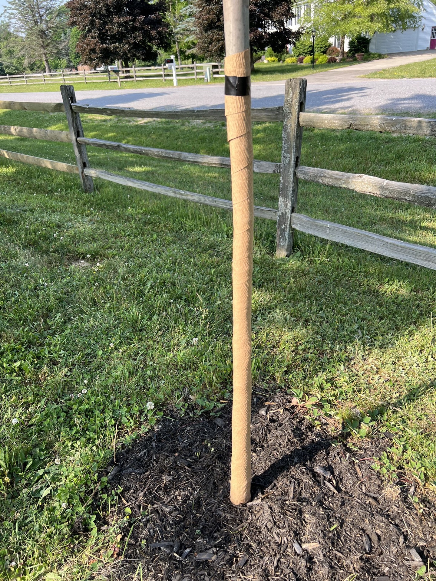 Tanglefoot Tangle-Guard 3" x 50' Outdoor Gel Tree protectant Insect ...