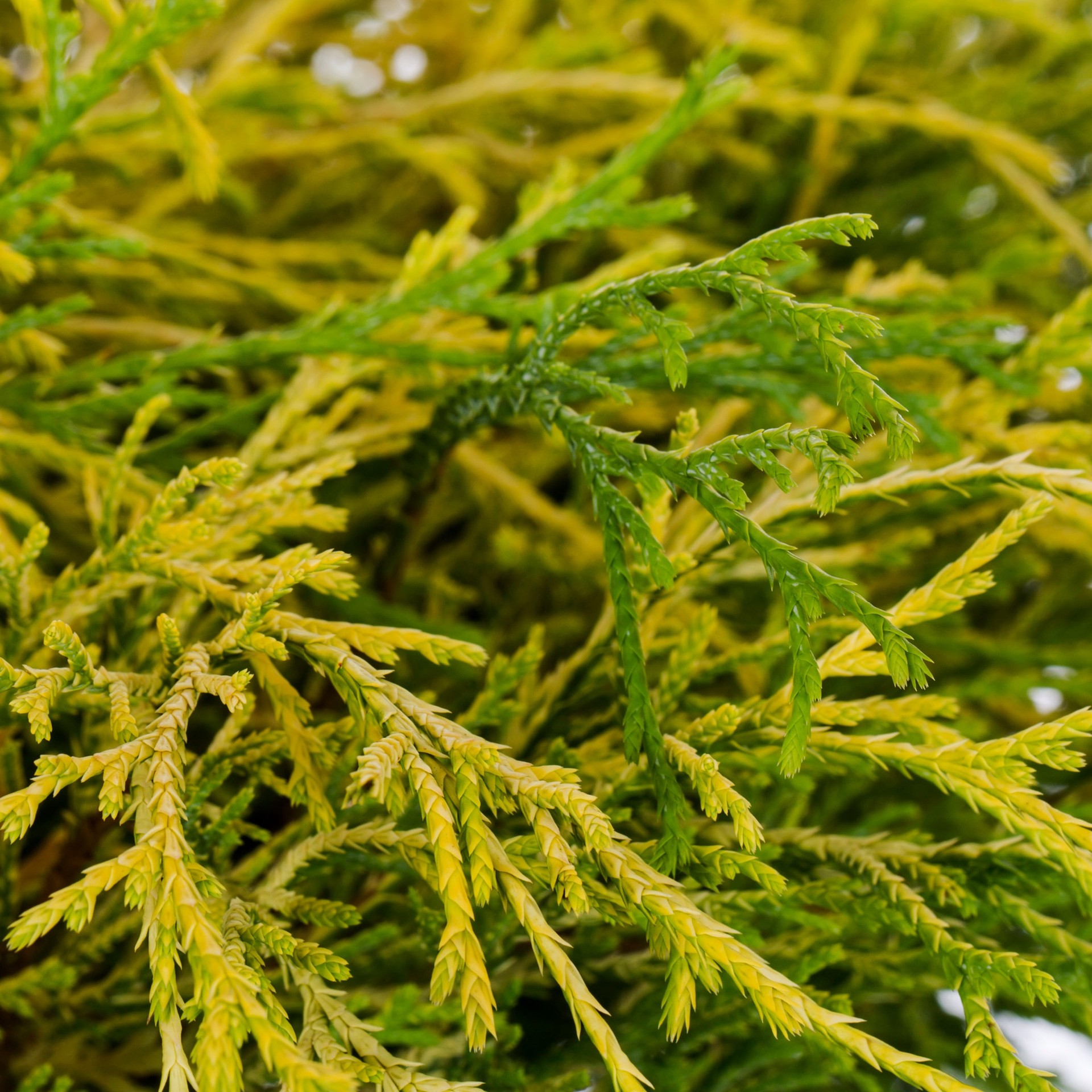 Lowe's Lemon Thread False Cypress Accent Shrub in 1.00 -Gallon Pot 1.0 ...