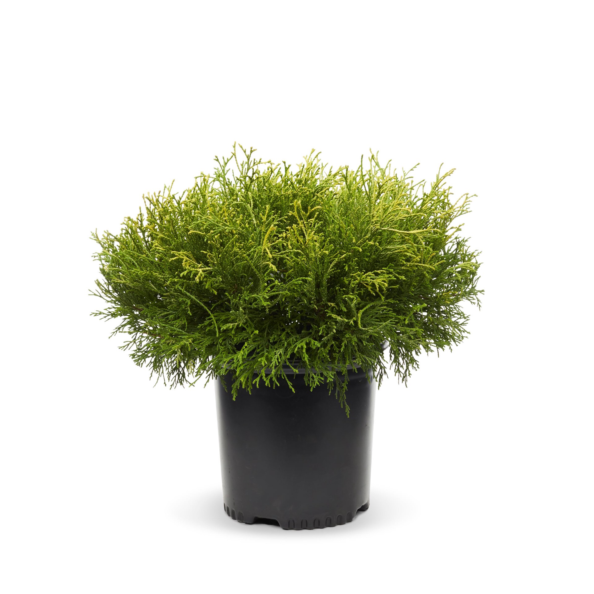 Lowe's Lemon Thread False Cypress Accent Shrub in 1.00 -Gallon Pot 1.0 ...
