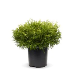 Lowe's Lemon Thread False Cypress Accent Shrub in 1.00 -Gallon Pot 1.0 ...