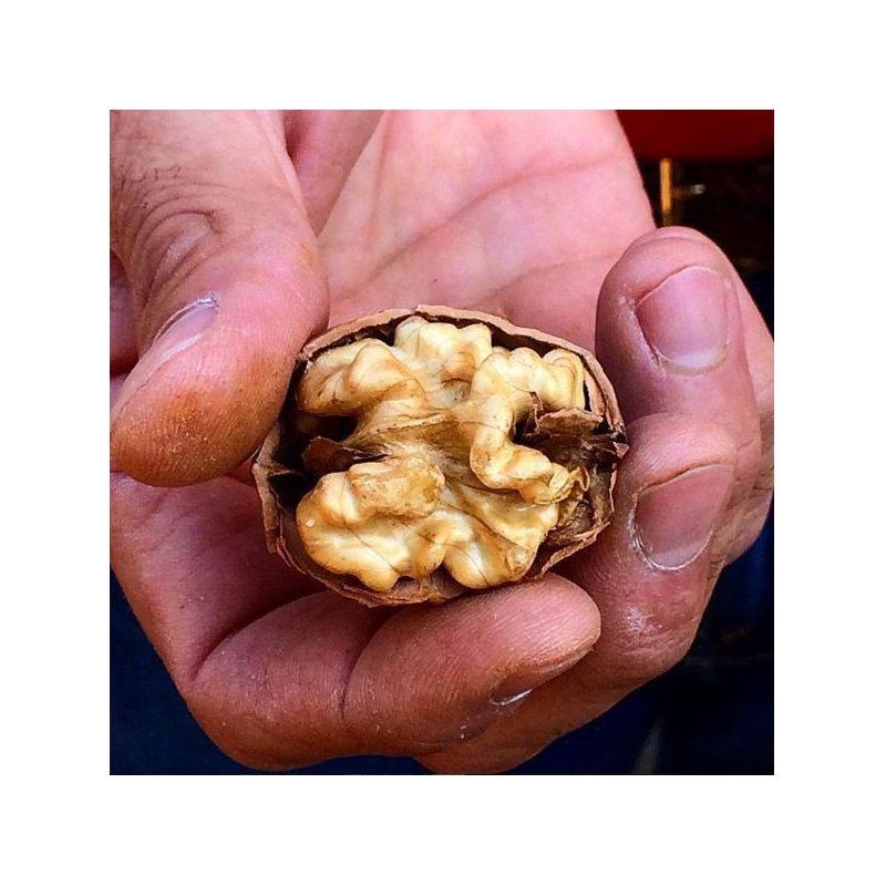 Diamond of California Shelled Walnuts - 16oz 16 oz | Shipt