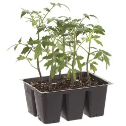 Bonnie Plants Tomato - Atkinson 606 ct | Shipt
