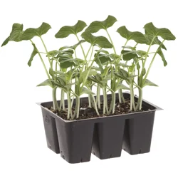 Bonnie Plants 606 Pack Watermelon - Jubilee 606 ct | shipt