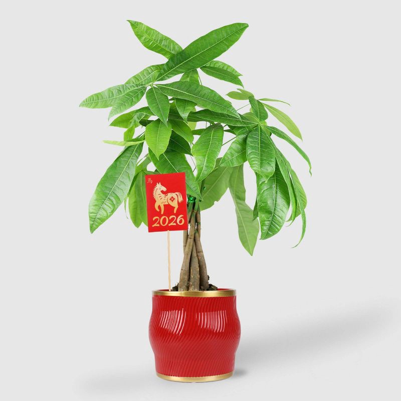 Lunar New Year Money Tree - Good Little Garden™ 1 ct | shipt