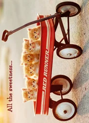 Avanti Card Pet Kittens In Wagon New P 1 ct | Shipt